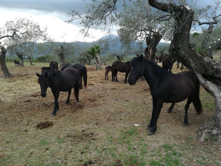 PONY DI ESPERIA, LA RAZZA DEI MONTI AURUNCI ORA È A RISCHIO ESTINZIONE ...