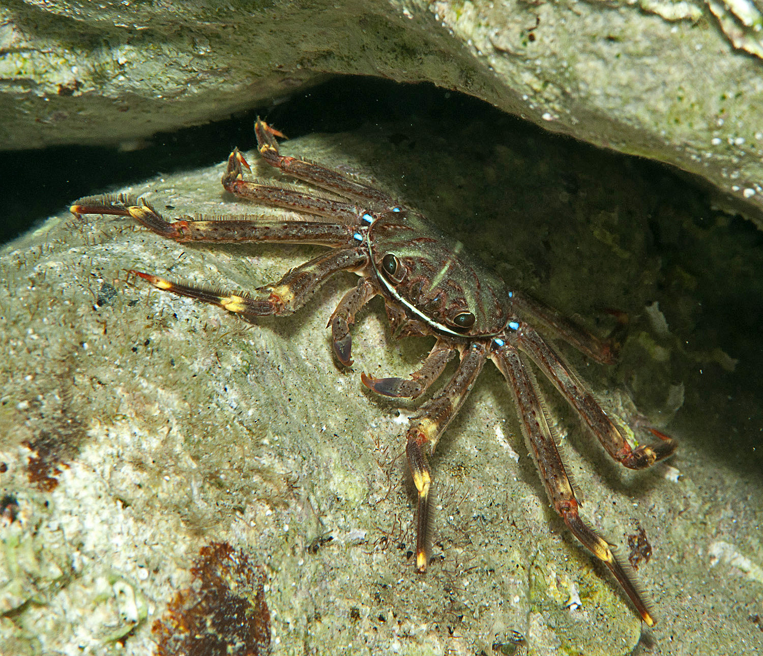 GRANCHIO BLU NELLE ACQUE PONTINE, MA NON È L’UNICA SPECIE MARINA ...