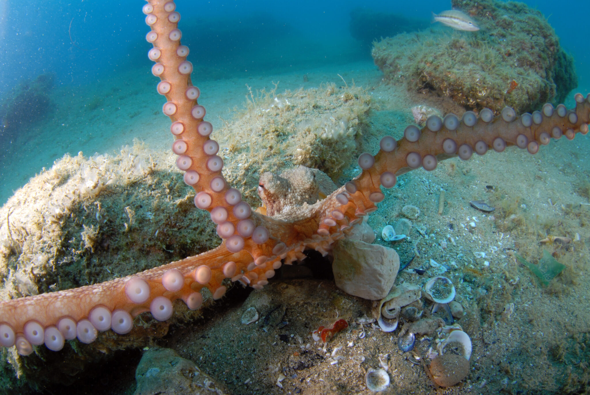 GAETA: IL BIOLOGO MADONNA SPIEGA MOLLUSCHI E CROSTACEI - Latina TU